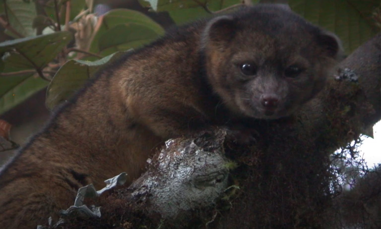 La historia del día en que conocimos al olinguito